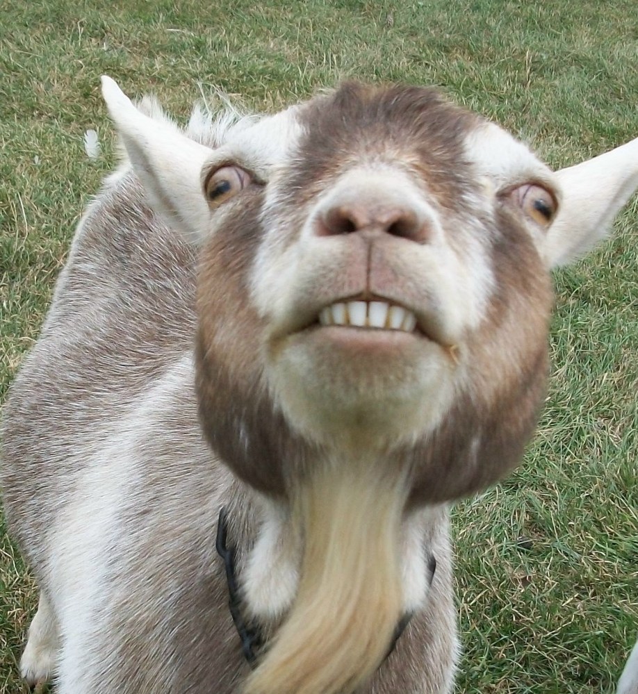 For Goatness Sake – Fish Of Gold